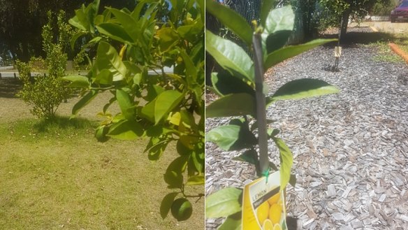 Just do it: Meet Perth's guerrilla gardeners