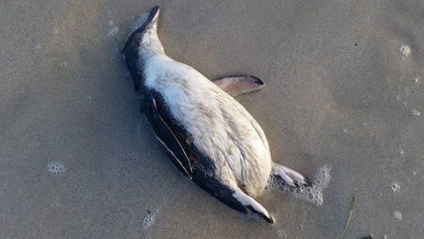 Mystery surrounds death of penguin, pigeons and fish in Perth's south