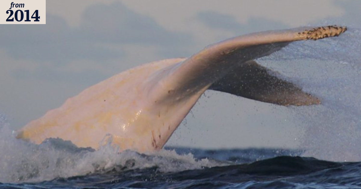 Rare white whale Migaloo makes his way up Queensland coast