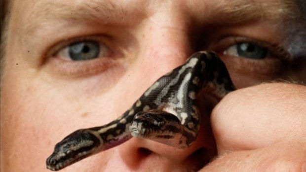 Two-headed snake passes throat test and has one stomach so should be ...
