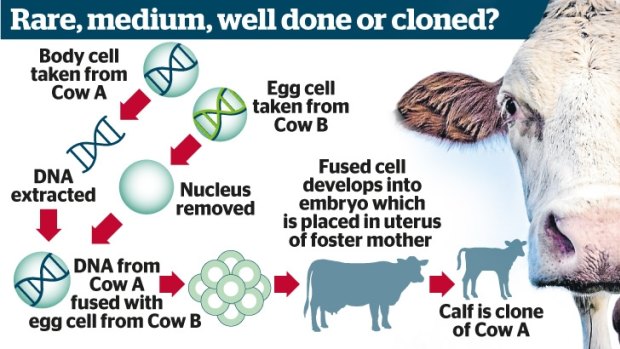 Why you could be eating a steak from a cloned cow in two years, no bull