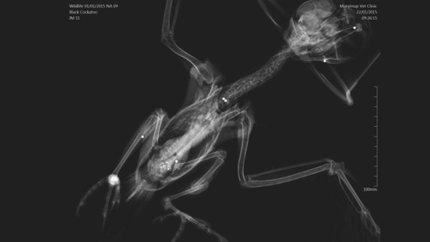 Endangered Baudin's black cockatoo shot with gun in Bridgetown