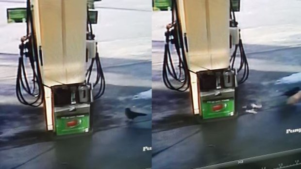 Breaking Bird: Crow reveals secret Perth meth stash