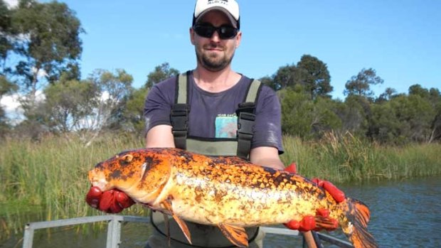 Holy carp! Perth's urban fishers take to the drains