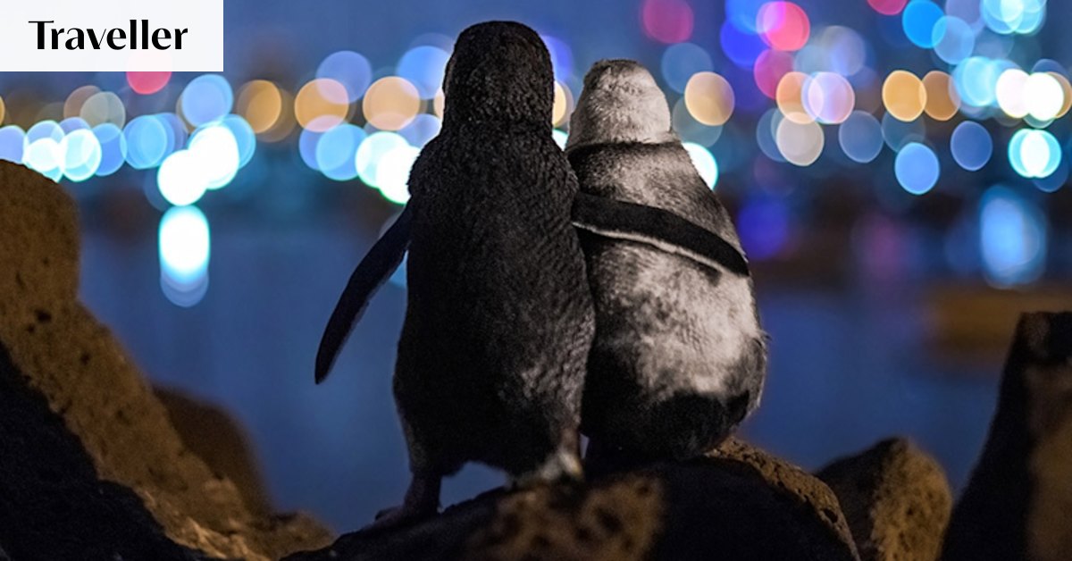 two penguins hugging