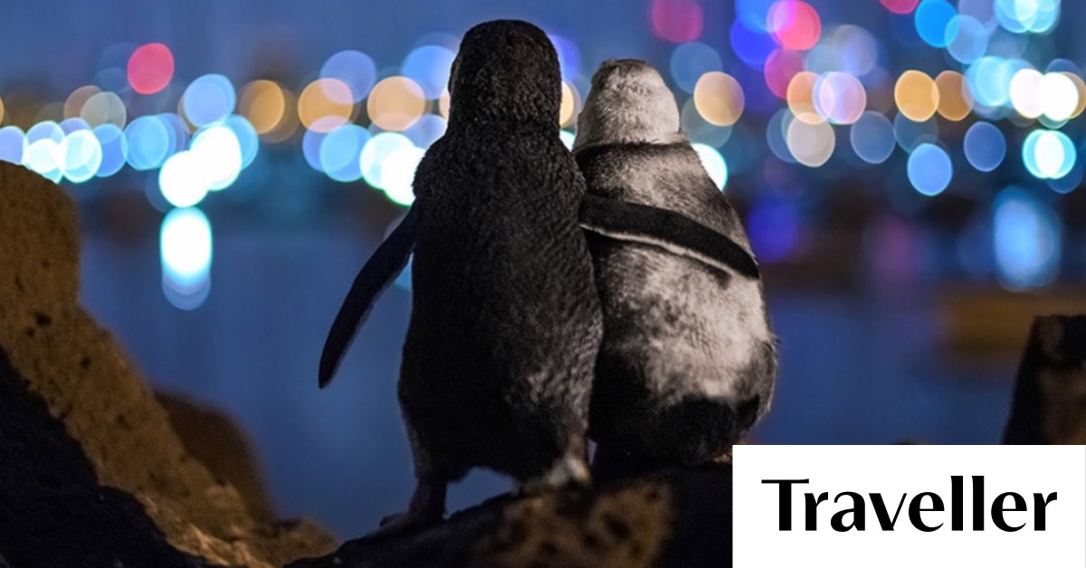 Photo of two cuddling penguins in St Kilda wins global photography award