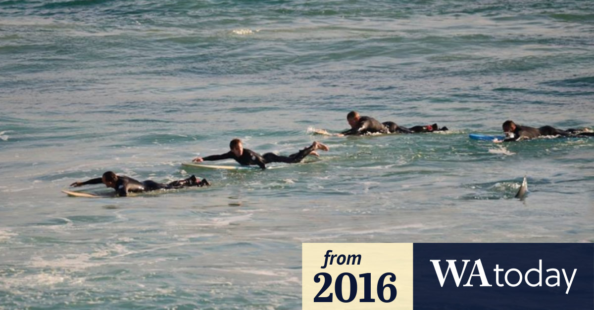 Shark warning for Perth northern beaches after 24 sightings in 20 July days
