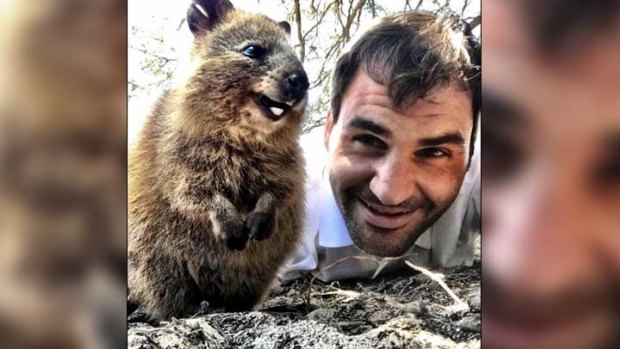 Star attraction: Quokka selfies increase visitors to WA's Rottnest ...