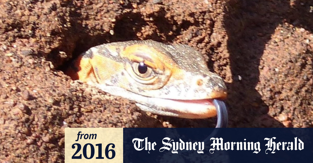 Photographer captures baby goannas digging their way out of termite ...