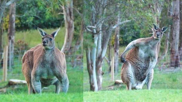 The Fast And The Furious: Two WA kangaroos show off their strengths