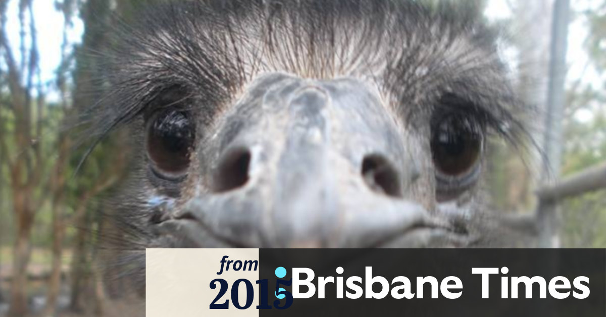 Man injured in emu attack