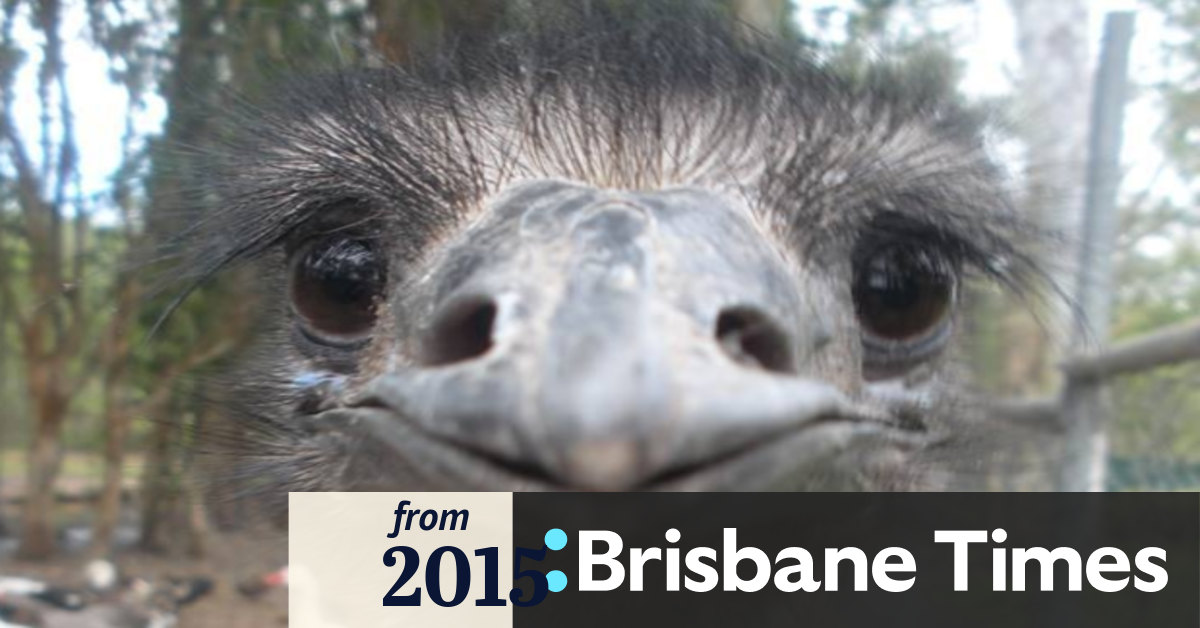 Man injured in emu attack