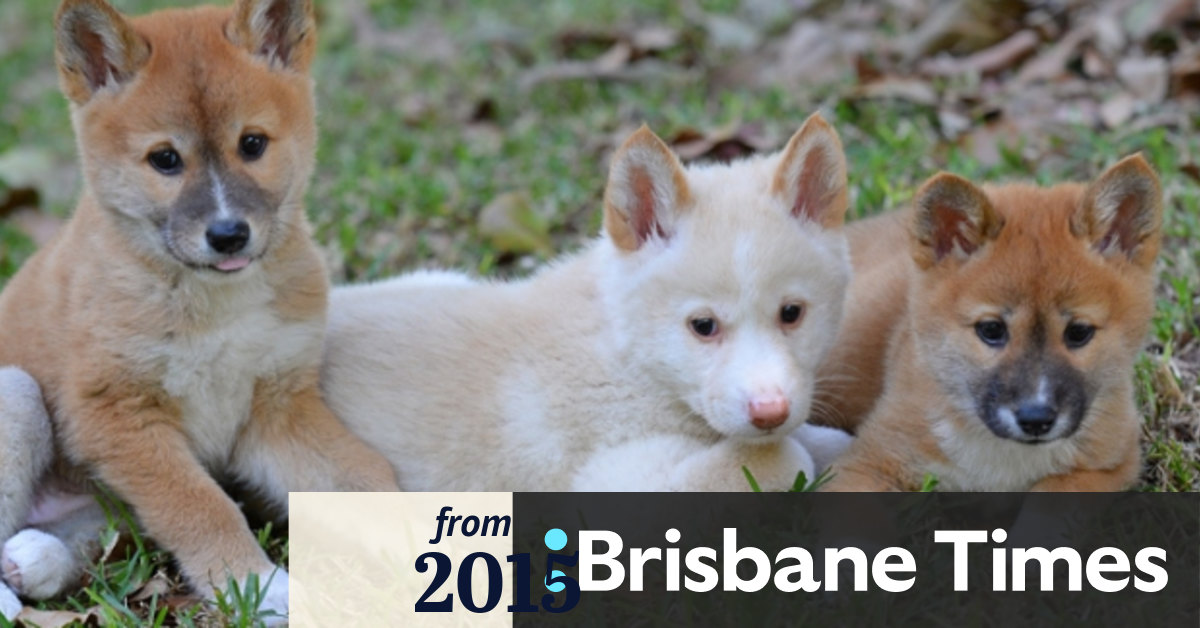 Australia Zoo welcomes new dingo pups