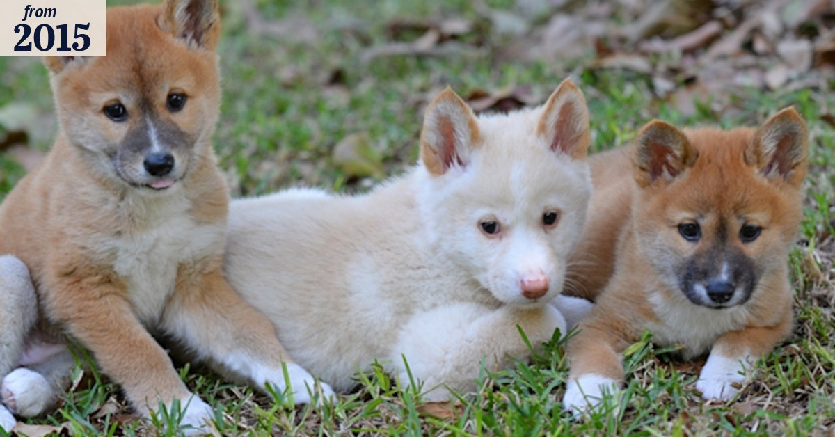 dingo pups qld