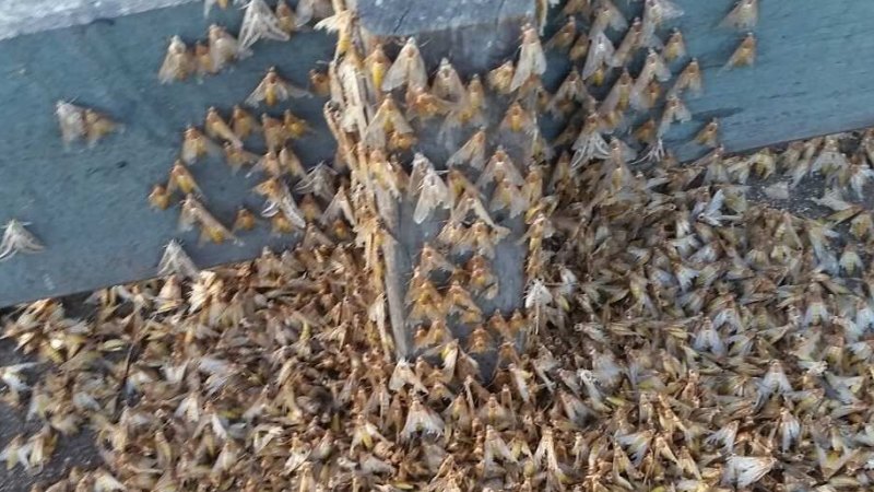 Moths swarm Queensland town