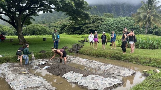 Preserving Hawaii's real-life Jurassic Park