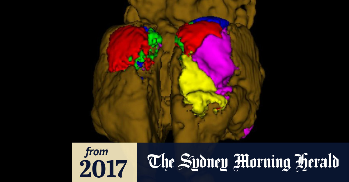 Scientists use imaging to map the brain of the extinct Tasmanian tiger