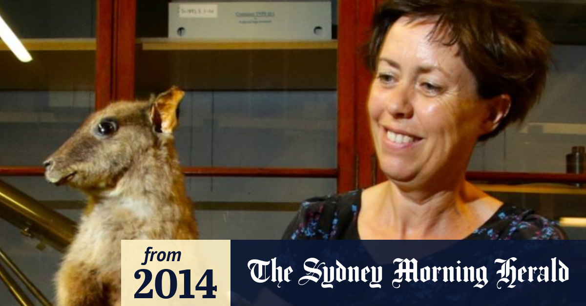 19th century taxidermy exhibition at University of Sydney's Macleay Museum