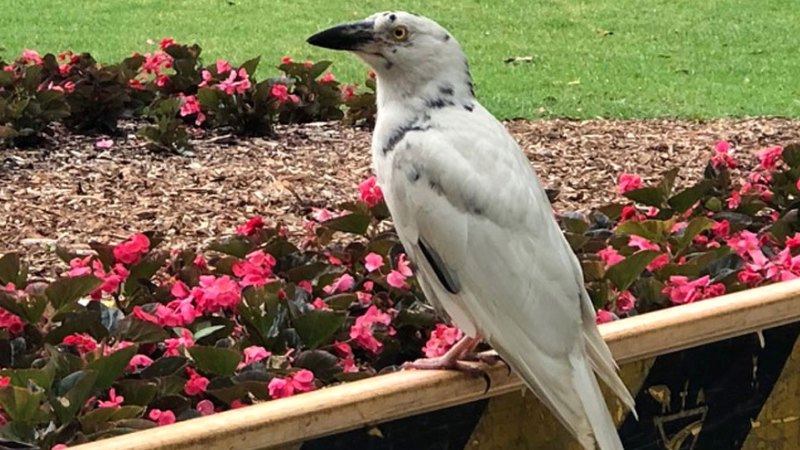 New bird discovered in Sydney Botanic Garden