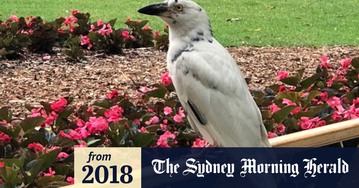 New bird discovered in Sydney Botanic Garden