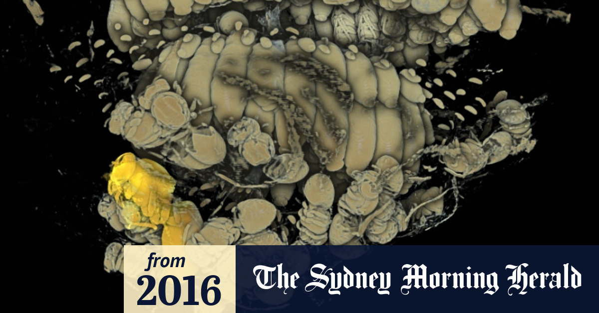 Philip Spradbery, Michael Turner, Ajay Limaye combine on European wasp ...