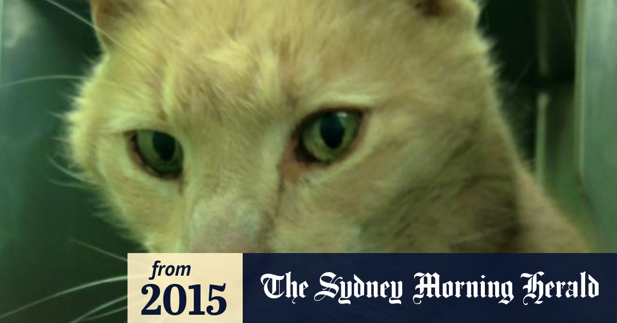 The curious case of Ozzie the Sydney cat, who turned up in Northern Ireland