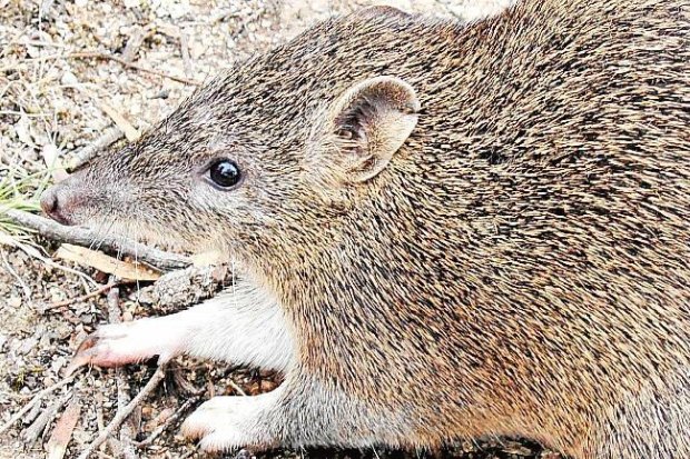 Seen a bandicoot lately? Comment sought on its `threatened' status