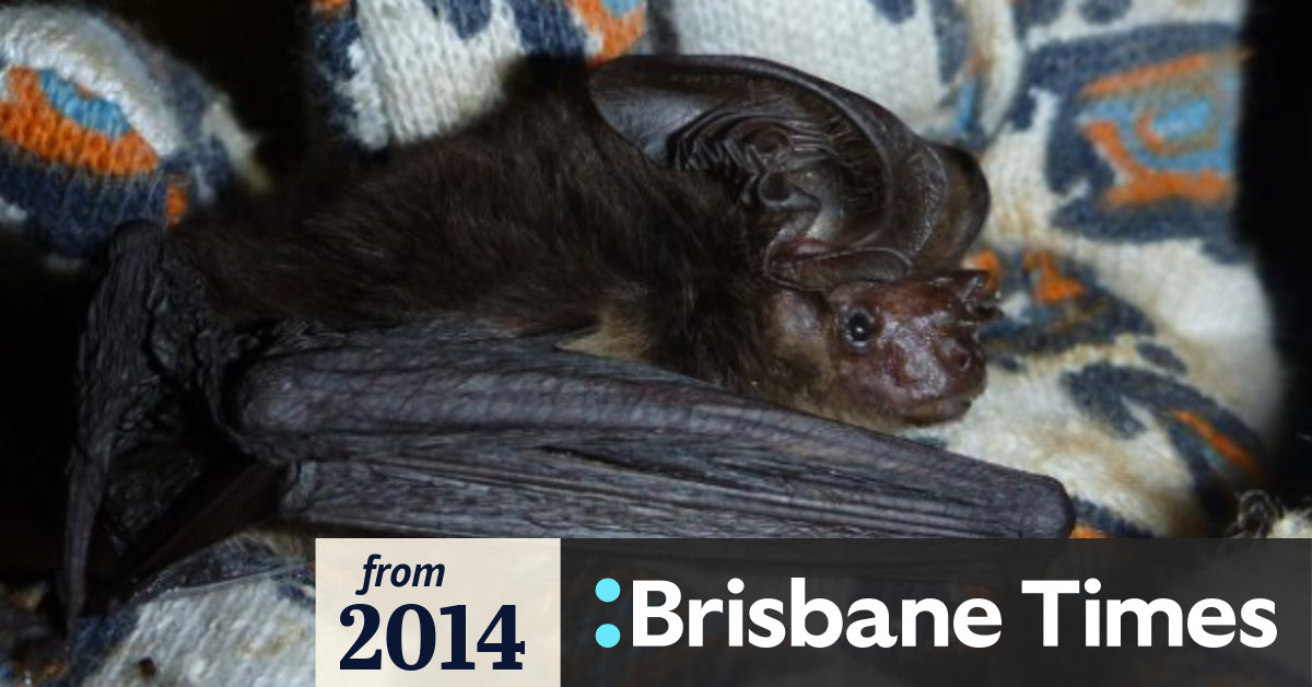 UQ researchers find bat thought extinct for 120 years