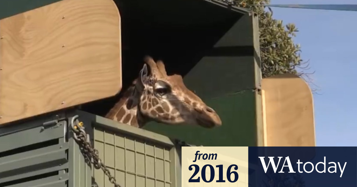 Young giraffe completes 4200km journey to Perth Zoo