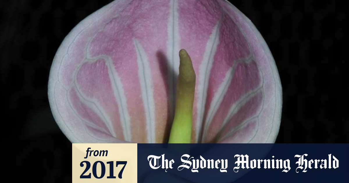 Stranger things: The weird and wonderful plants sought by collectors