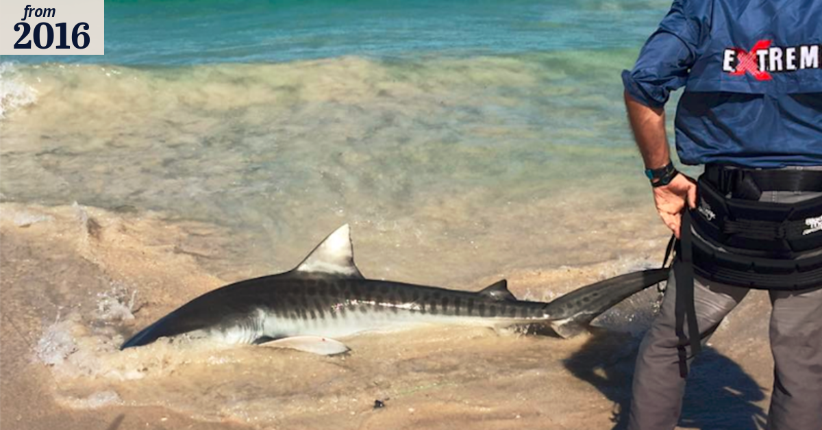 Fisherman reels in two tiger sharks in two hours before catch closes ...