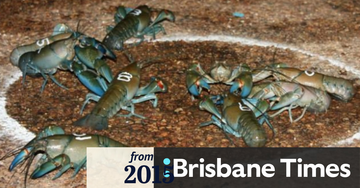 Yabby races off and scuttling in Queensland town Windorah