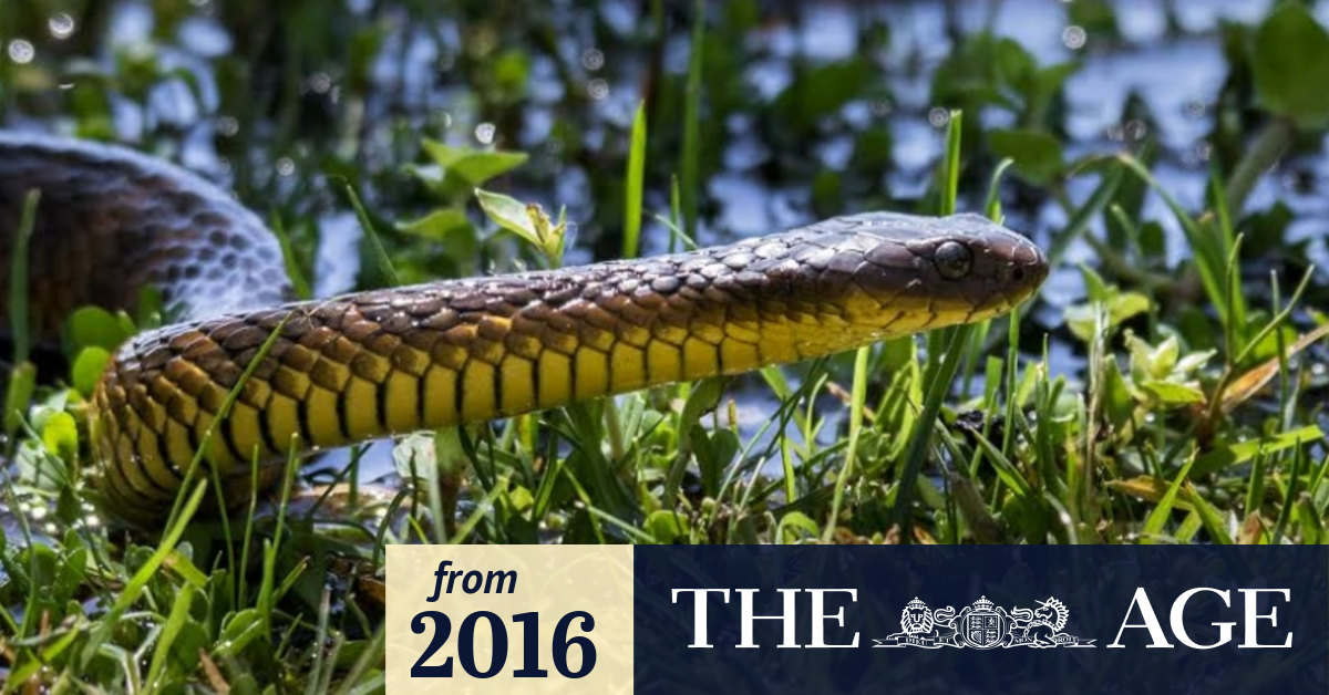 Man bitten by a tiger snake in Research, Victoria