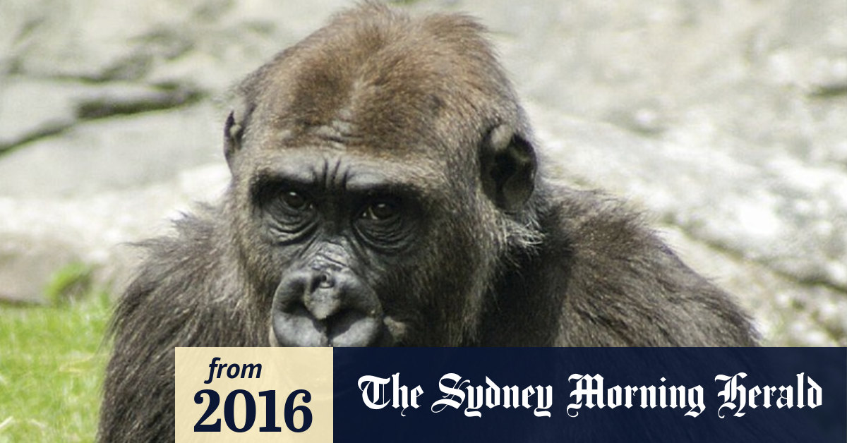 Susie proves human and gorilla genomes diverge by just 1.6 per cent