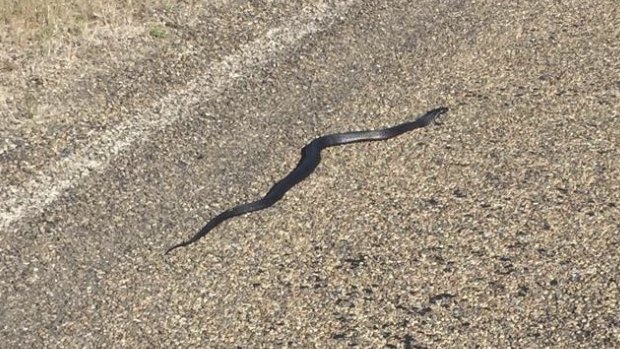 Public servants versus snakes: Spring brings out slithering reptiles ...