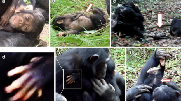 Chimpanzee mother caring for Down syndrome infant in the wild can teach ...