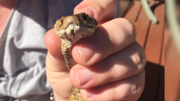 There's a snake in my pond! Serpent catchers rescue dugite from WA garden