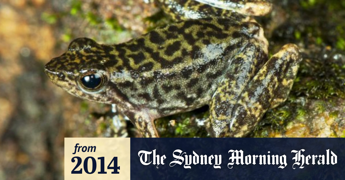 Fourteen new species of dancing frogs discovered - just before they vanish