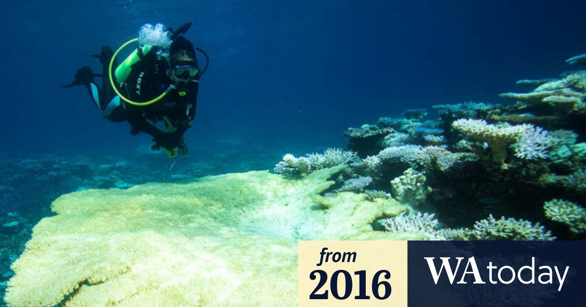 Scientists alarmed over massive coral bleaching of key WA reef systems
