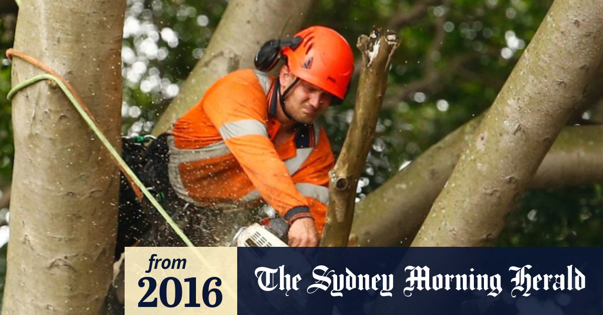 Sydney light rail: Some 330 trees remain on death row