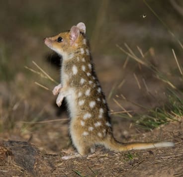 Rare photos of baby Eastern Quolls at play in Mulligans Flat Woodland ...
