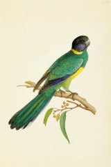 Forgotten artist Ferdinand Bauer's natural history drawings come alive ...