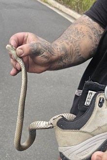 Eastern brown snake becomes stuck in heel loop of woman's shoe | Nine ...