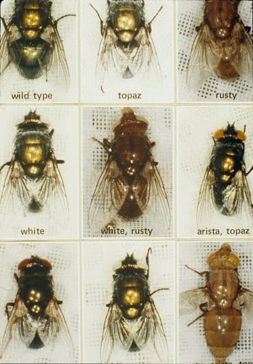 Why do we have so many flies in Australia? Here's swat's what