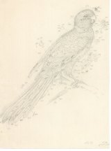 Forgotten artist Ferdinand Bauer's natural history drawings come alive ...
