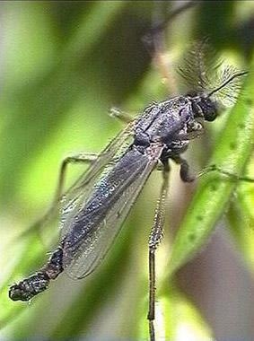 Future of Australian chocolate could rely on increasing midge populations