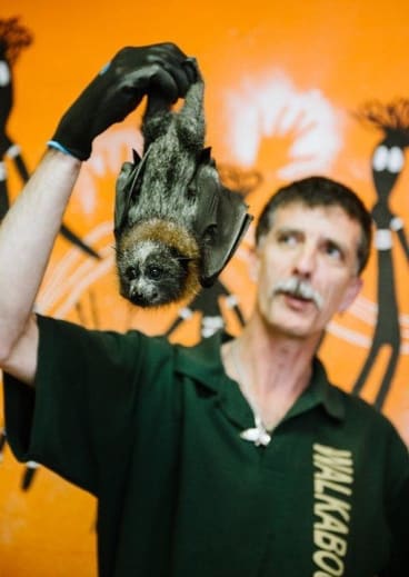 Brisbane Bat Festival gets up close and personal