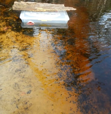 Cane toad toxin used to lure in and trap tadpoles