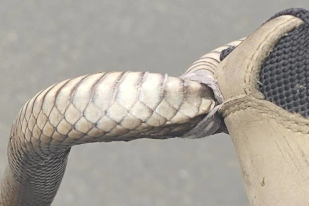 Eastern brown snake becomes stuck in heel loop of woman's shoe | Nine ...