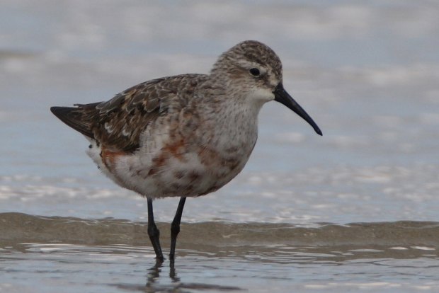 First Australian shorebirds on critically endangered species list